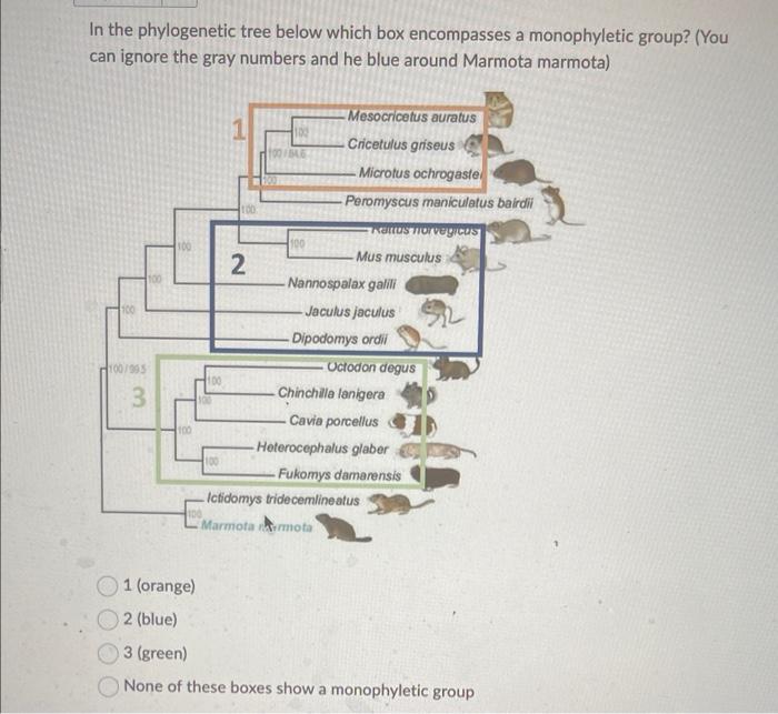 Solved In the phylogenetic tree below which box encompasses | Chegg.com