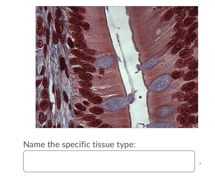 Solved + 1. General tissue type: EPITHELIAL Specific tissue | Chegg.com