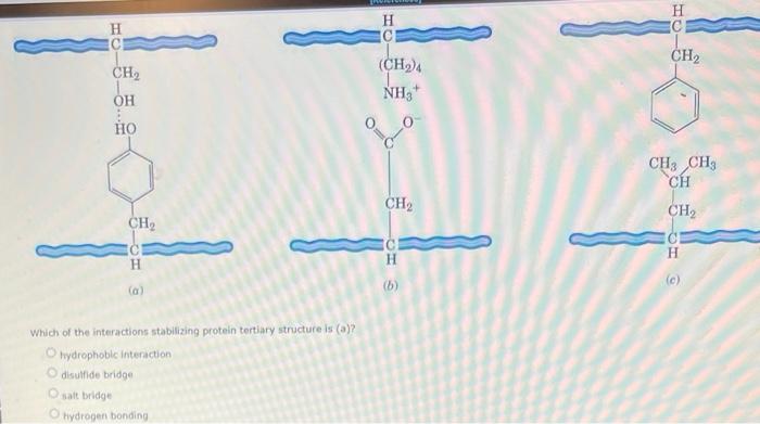 Solved Which of the interactions stabilizing protein | Chegg.com