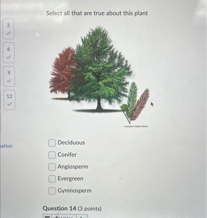 Solved Select all that are true about this plant Deciduous | Chegg.com