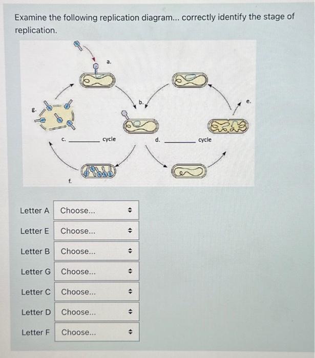 Solved Examine the following replication diagram... | Chegg.com