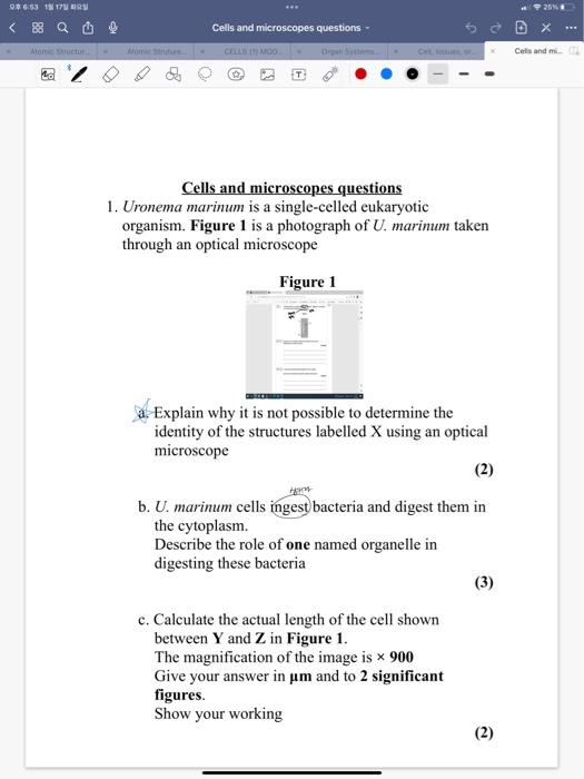 Solved Cells and microscopes questions 1. Uronema marinum is | Chegg.com