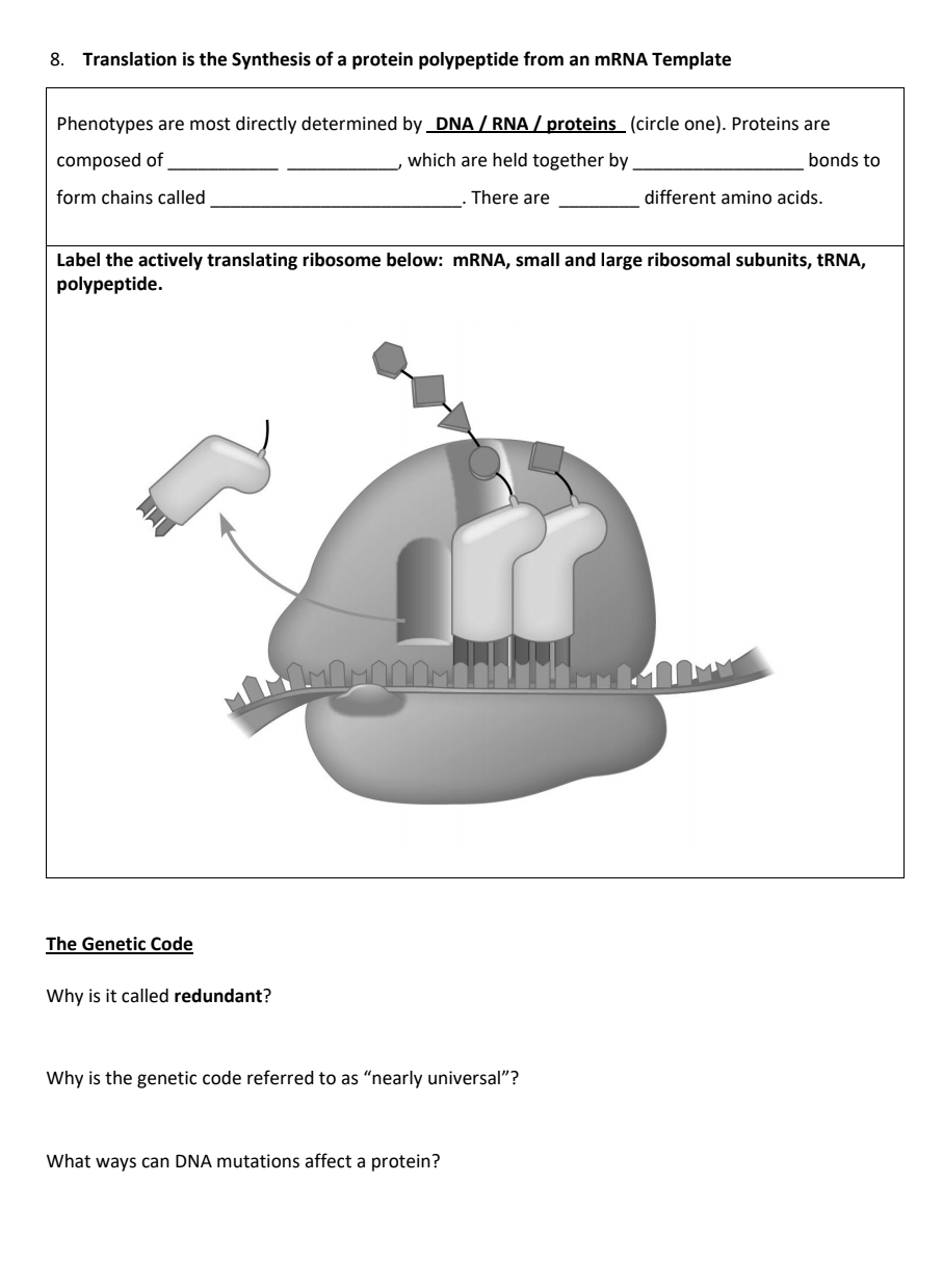 Translation is the Synthesis of a protein polypeptide | Chegg.com