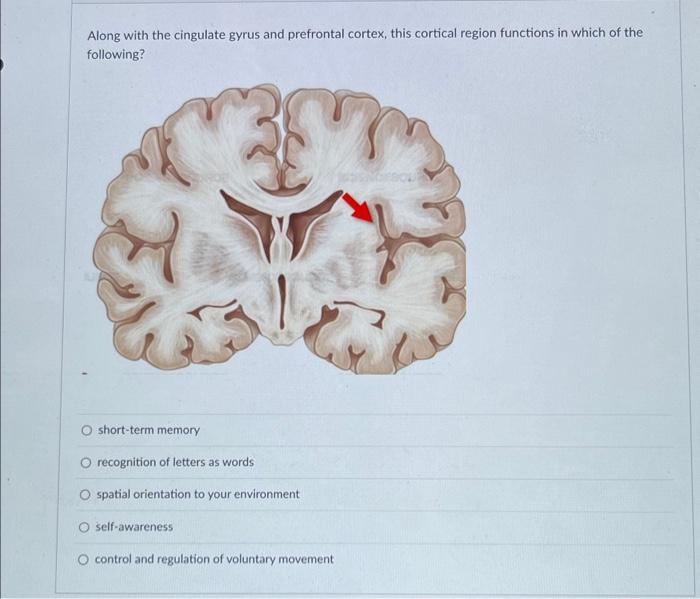 Solved Along with the cingulate gyrus and prefrontal cortex, | Chegg.com