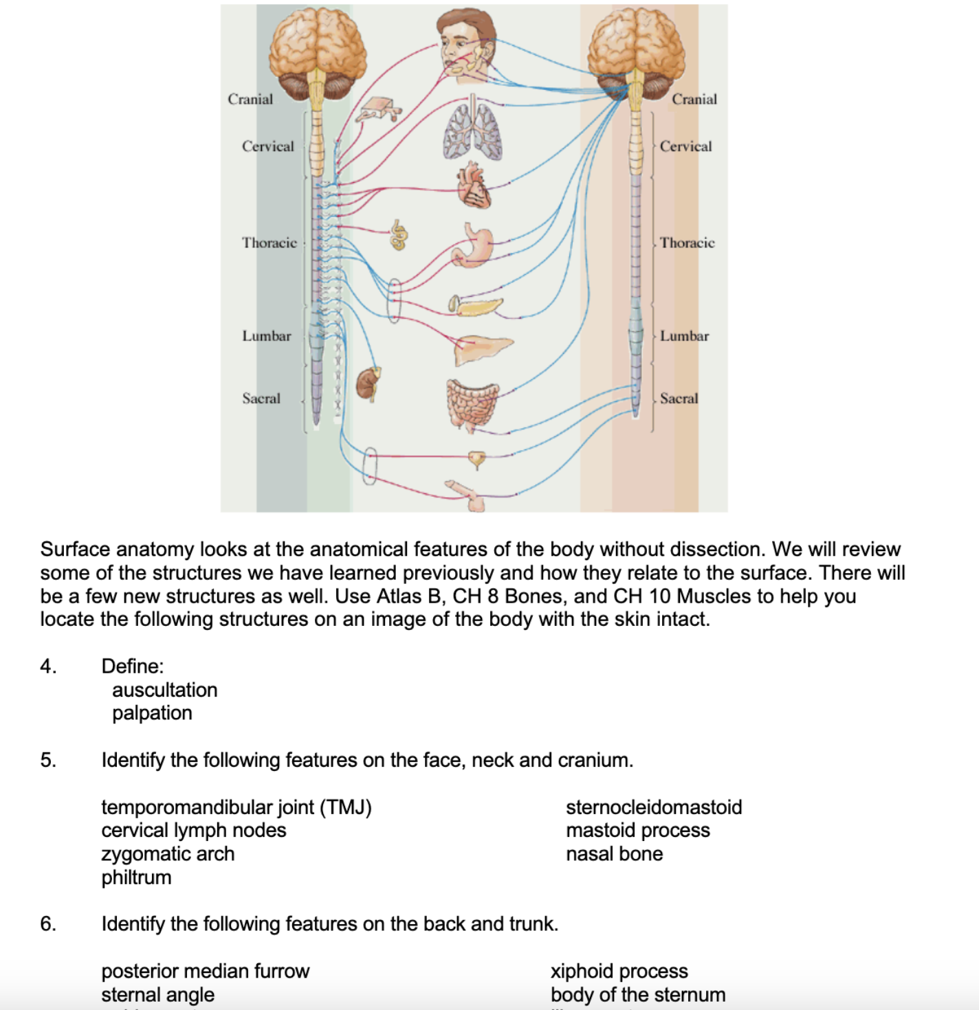 Solved Label everything. Surface anatomy looks at the | Chegg.com