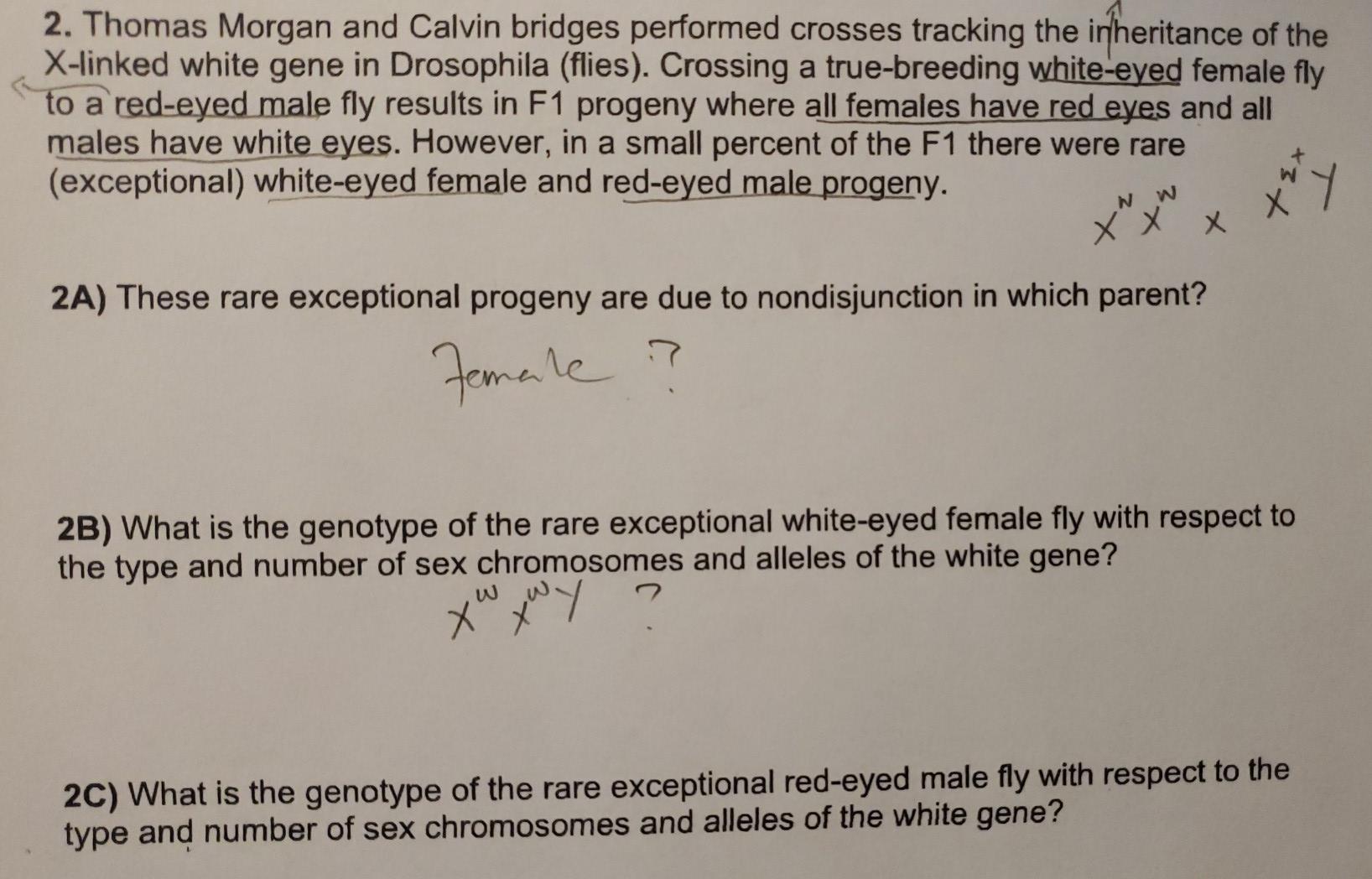 Solved 2. Thomas Morgan and Calvin bridges performed crosses | Chegg.com