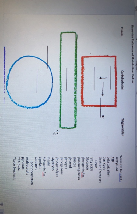 Solved Draw the Pathways of Metabolism Below Protein | Chegg.com