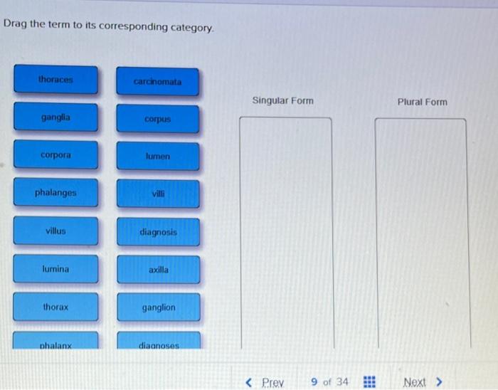 Solved Drag the term to its corresponding category thoraces | Chegg.com