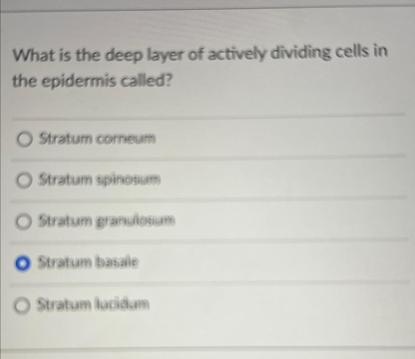 Solved What is the deep layer of actively dividing cells in | Chegg.com