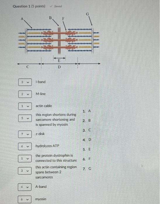 Solved Question 1 (5 points) / sored 3∨ Iband 2∨M Mine 1∨ | Chegg.com