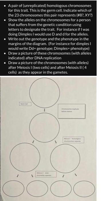 Solved - A pair of (unreplicated) homologous chromosomes for | Chegg.com