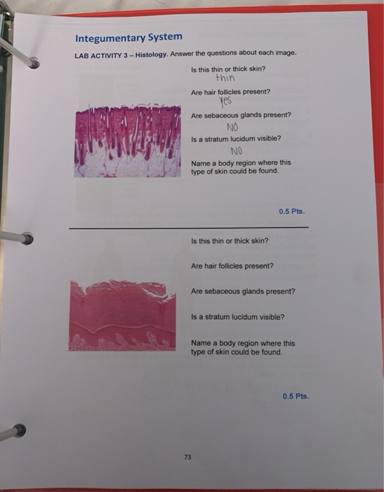 Solved Integumentary System LAB ACTIVITY 3 - Histology. | Chegg.com