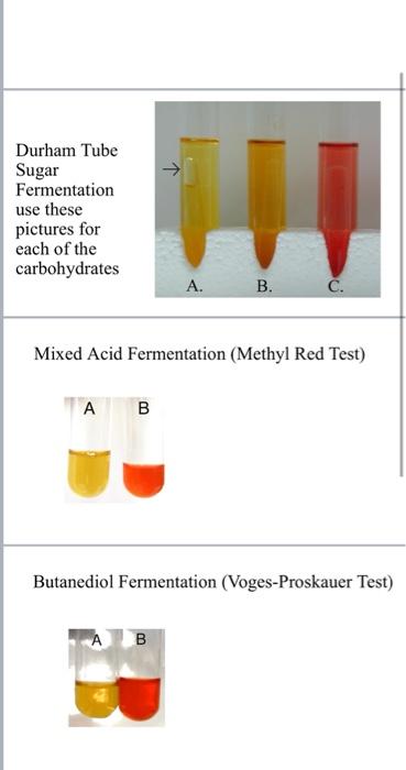 Solved Durham Tube Sugar Fermentation use these pictures for | Chegg.com