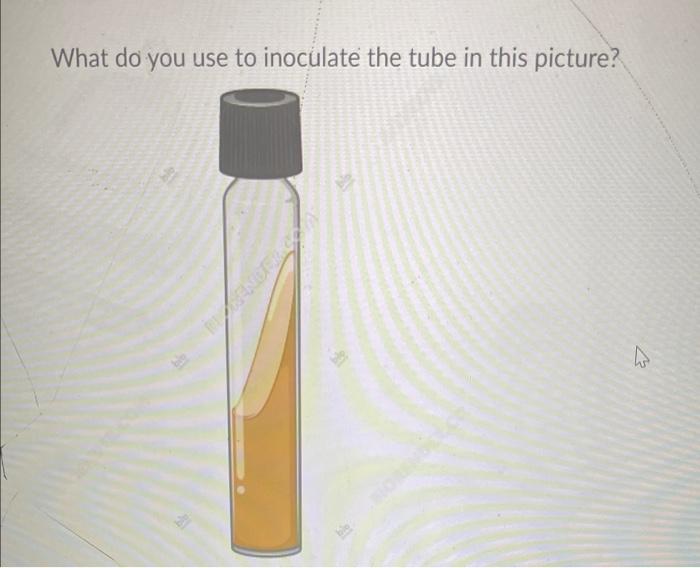 Solved What do you use to inoculate the tube in this | Chegg.com