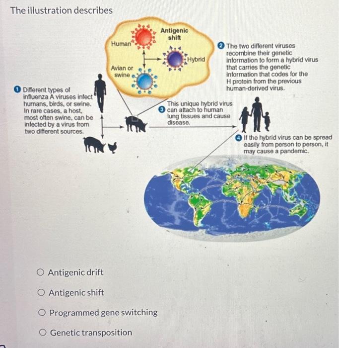 Solved Antigenic drift Antigenic shift Programmed gene | Chegg.com