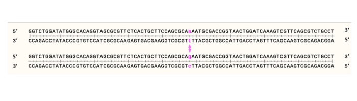 Solved The image below shows two double-stranded DNA | Chegg.com