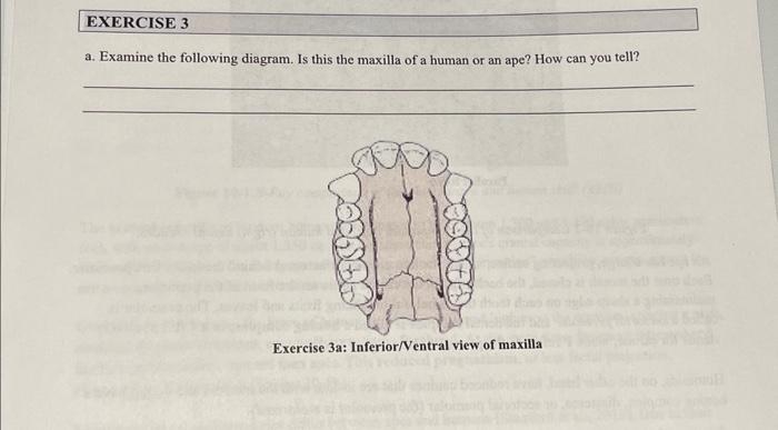 a. Examine the following diagram. Is this the maxilla | Chegg.com