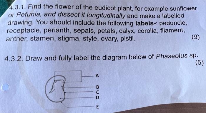 Solved 4.3.1. Find the flower of the eudicot plant, for | Chegg.com