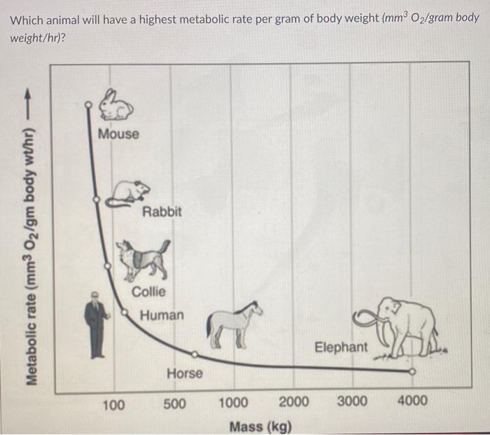 Solved Which animal will have a highest metabolic rate per | Chegg.com