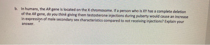 Solved b. In humans, the AR gene is located on the X | Chegg.com