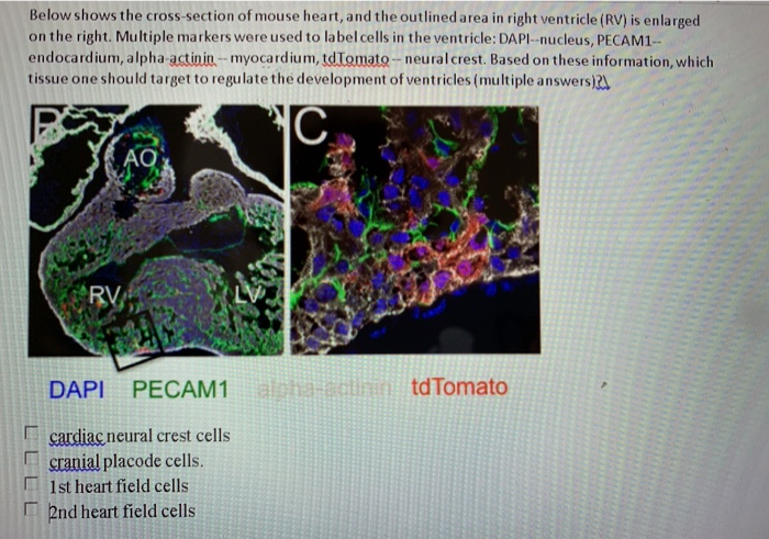 Solved Below shows the cross-section of mouse heart, and the | Chegg.com