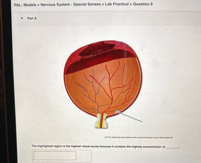 PAL: Models > Nervous System - Special Senses > Lab | Chegg.com