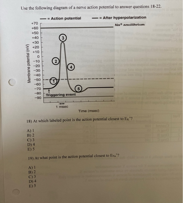 Solved Use the following diagram of a nerve action potential | Chegg.com