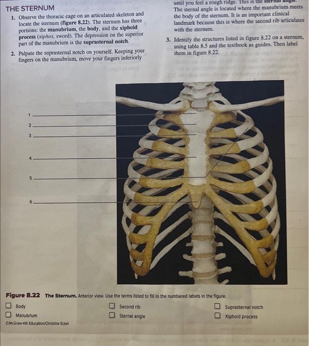 Solved Figure 8.22 The Sternum. Amterior view. Use the terms | Chegg.com