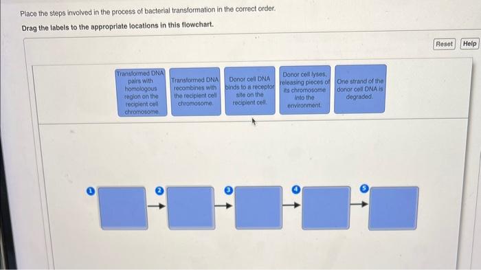 Solved Place the steps involved in the process of bacterial | Chegg.com