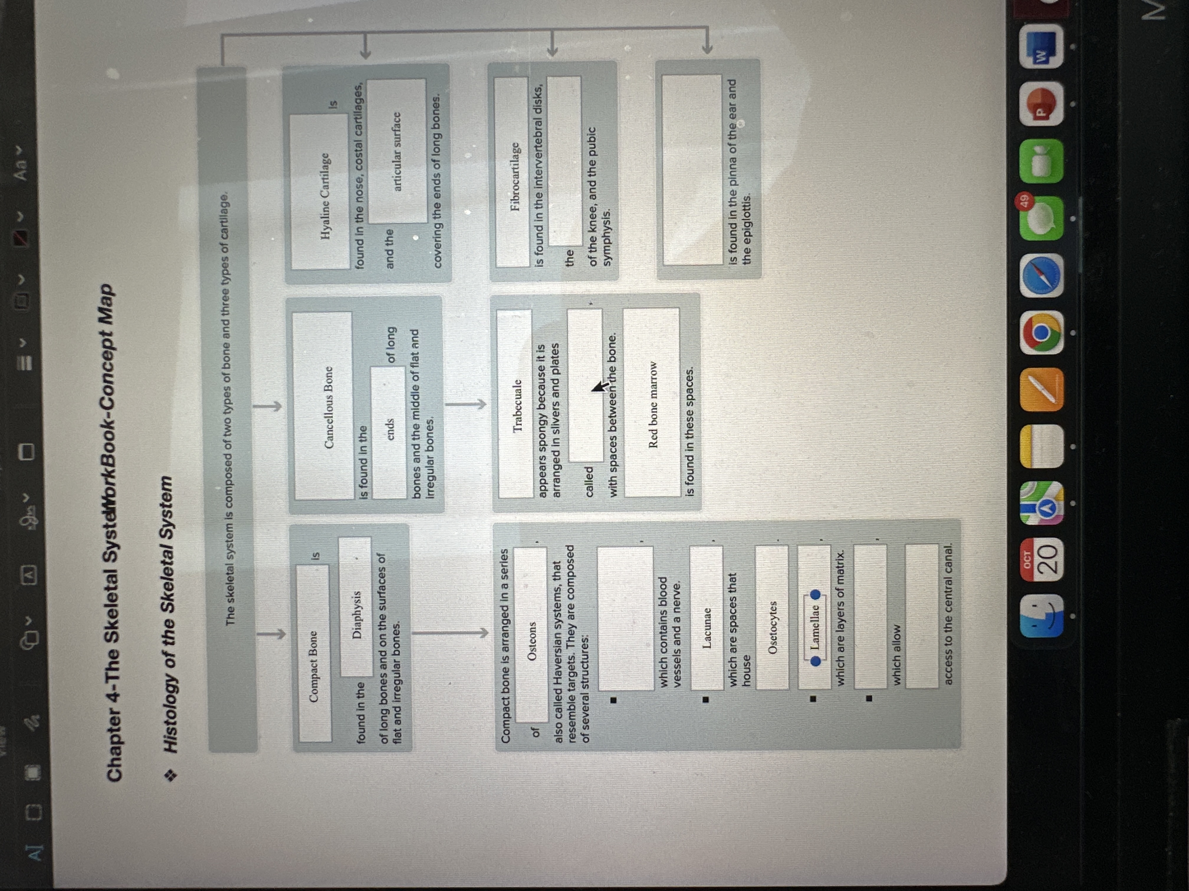 Solved Histology of the Skeletal SystemThe skeletal system | Chegg.com