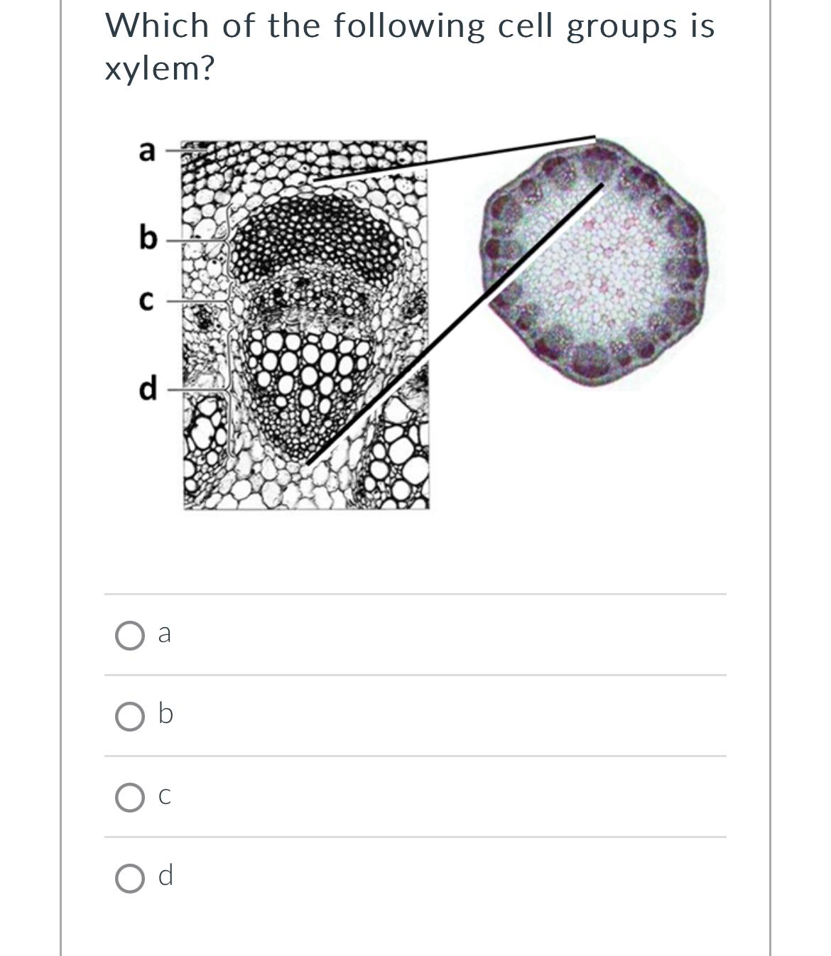 Solved Which of the following cell groups is xylem?abCd | Chegg.com