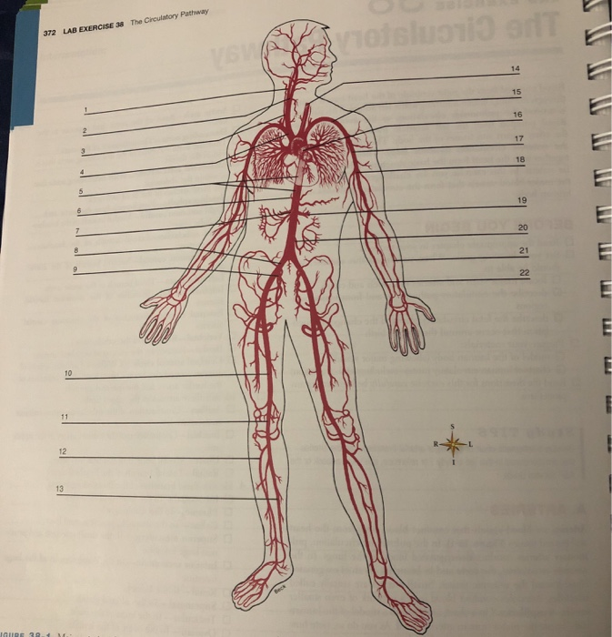 Solved 372 LAB EXERCISE 38 The Circulatory Pathway 15 1 la | Chegg.com
