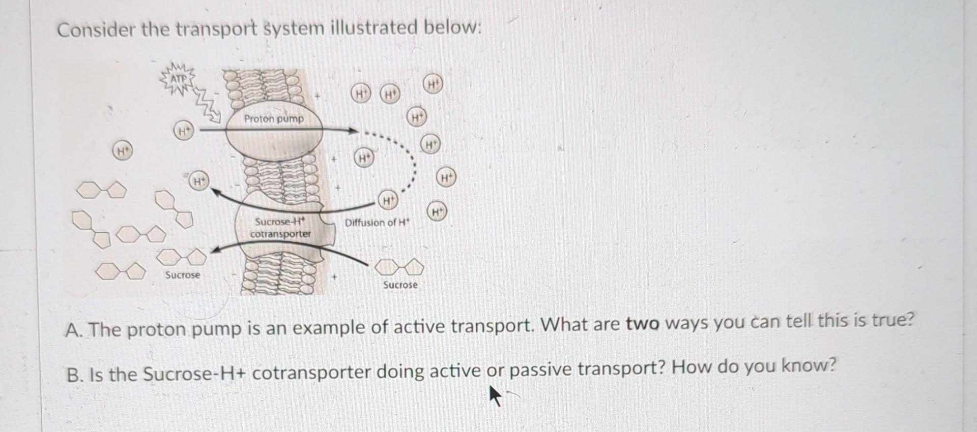 Active Transport Example