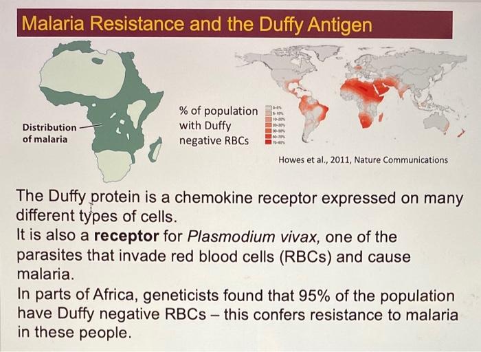 Malaria Resistance and the Duffy Antigen The Duffy | Chegg.com