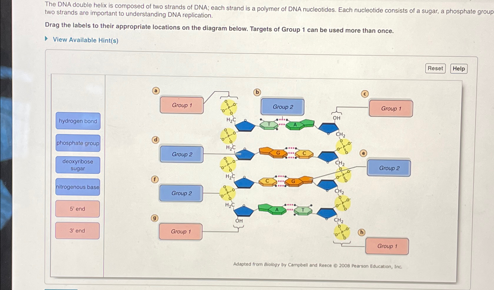 The DNA double helix is composed of two strands of | Chegg.com