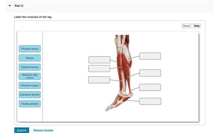 Solved Exercise 21 Review \& Practice Sheet: Muscles of the | Chegg.com