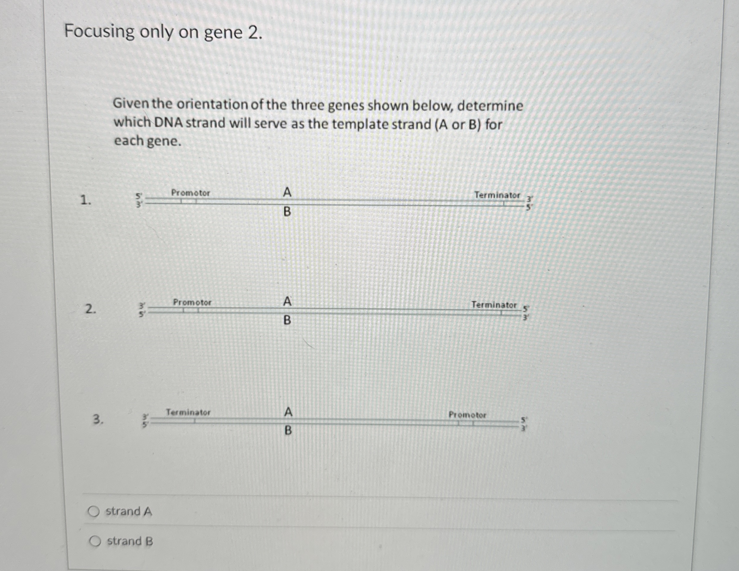 Solved Focusing only on gene 2.Given the orientation of the | Chegg.com