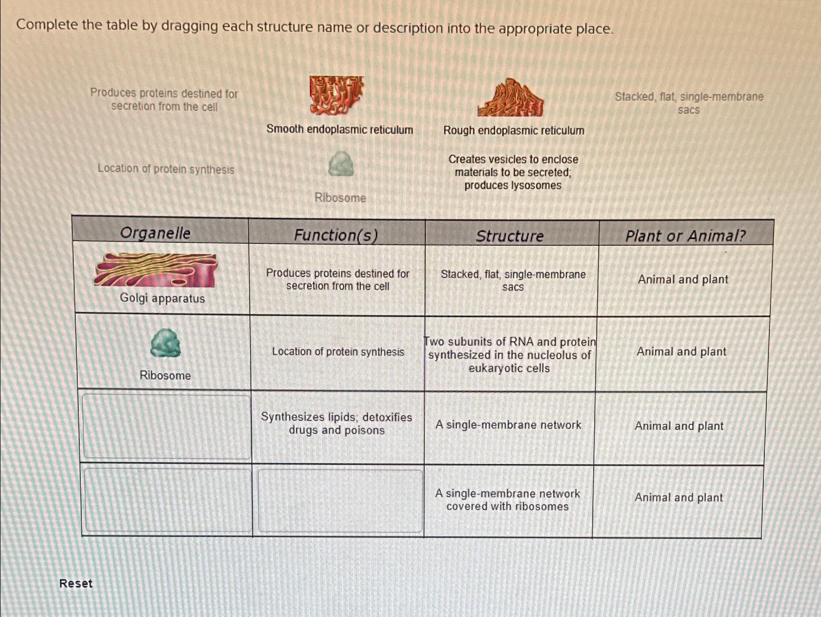 Solved Complete the table by dragging each structure name or | Chegg.com