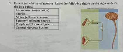 [Solved]: Functional classes of neurons. Label the following