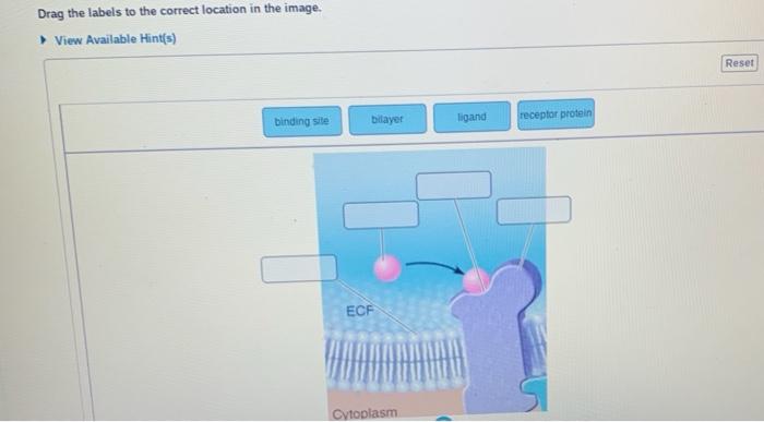 Solved Drag the labels to the correct location in the | Chegg.com