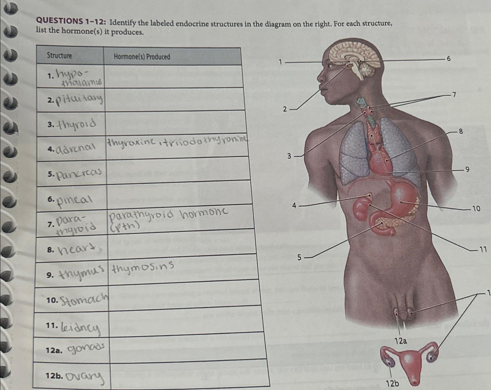 Solved QUESTIONS 1-12: Identify the labeled endocrine | Chegg.com