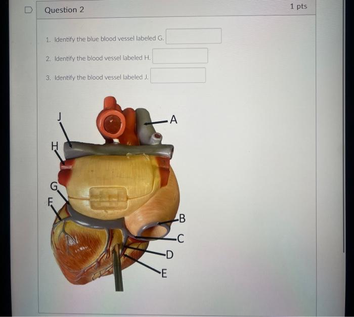 Solved 1 Identify the red blood vessel labeled A. 2. | Chegg.com