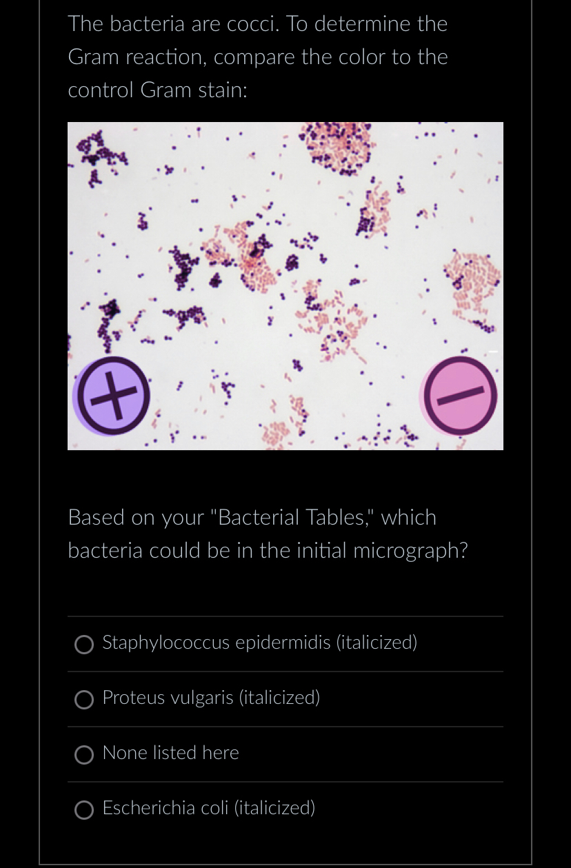 Solved The bacteria are cocci. To determine the Gram | Chegg.com