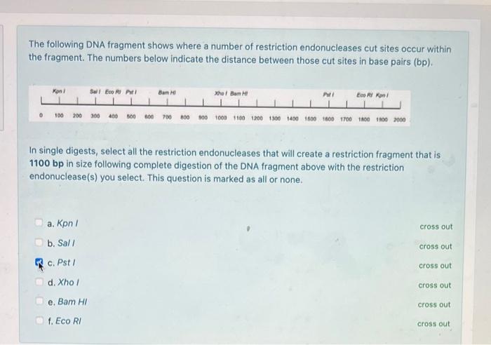 Solved The following DNA fragment shows where a number of | Chegg.com
