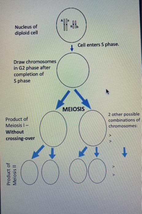 Solved Draw chromosomes with appropiate alleles in G2 phase, | Chegg.com