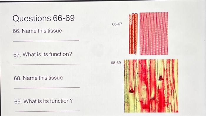 Solved 67. What is its function? 68. Name this tissue 69. | Chegg.com