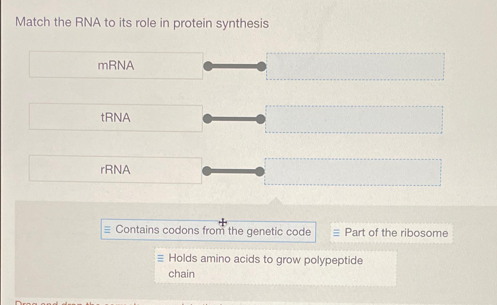 Solved Match the RNA to its role in protein synthesis | Chegg.com