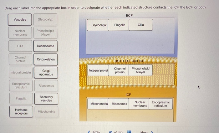 Solved Drag each label into the appropriate box in order to | Chegg.com
