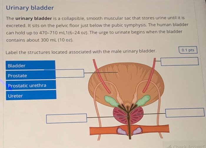 Solved Urinary bladder The urinary bladder is a collapsible, | Chegg.com