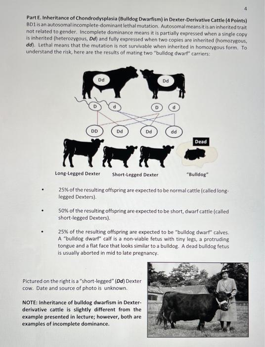 Solved Part E. Inheritance of Chondrodysplasia (Bulldog | Chegg.com